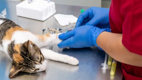 Diagnostic Testing - Animal QI Wellness Centre