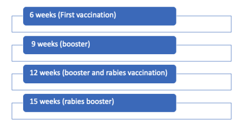 Complete Guide to Pet Vaccinations: Importance, Schedule, and Side Effects