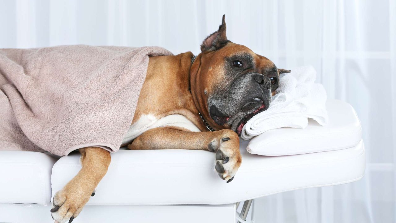 Understanding Canine Parvovirus: Symptoms, Prevention, and Treatment ...